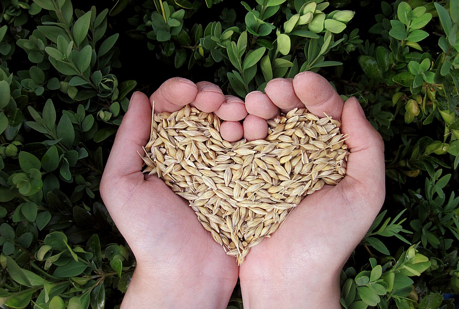 Granos Integrales - EFNEP - Expanded Food and Nutrition Education Program